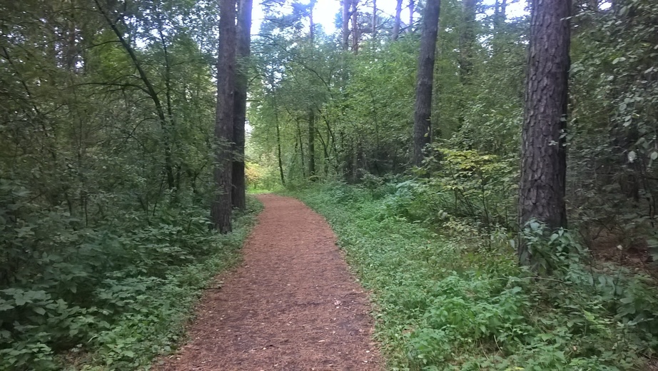 DCP: 55 degrees north, 83 degrees east (visit #13) - All Pictures