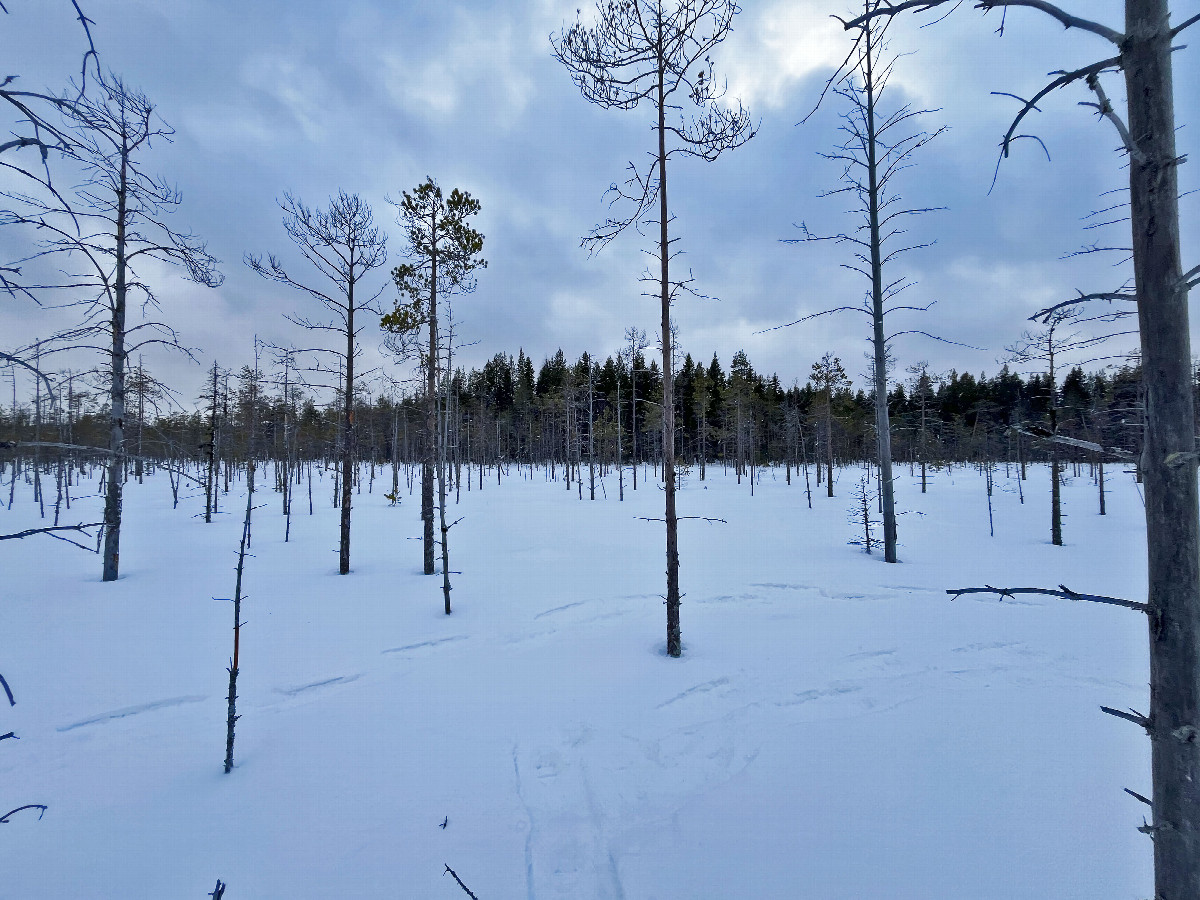 DCP: 64 degrees north, 42 degrees east (visit #1) - Picture #1