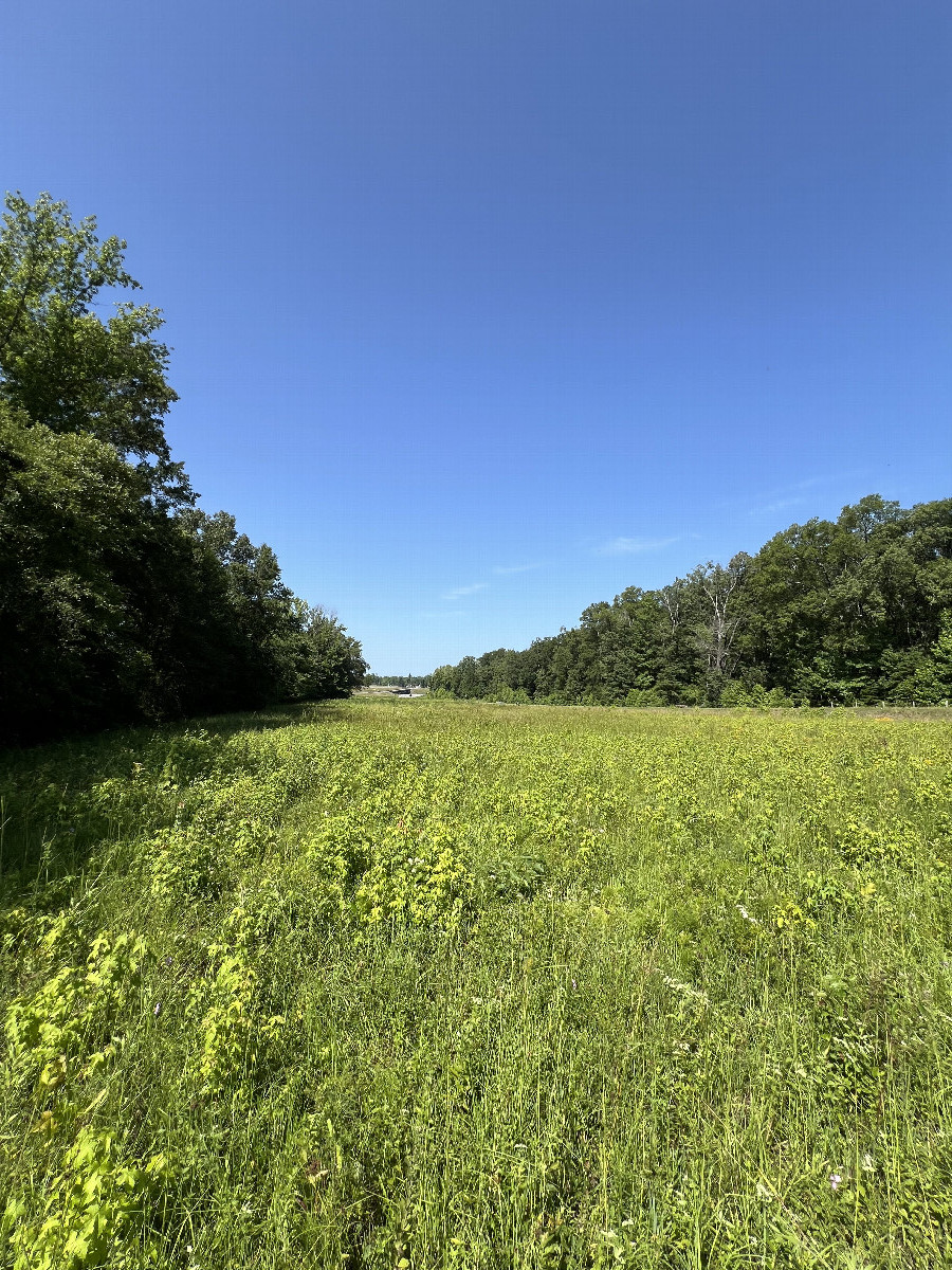 DCP: 35 degrees north, 92 degrees west (visit #5) - Picture #5