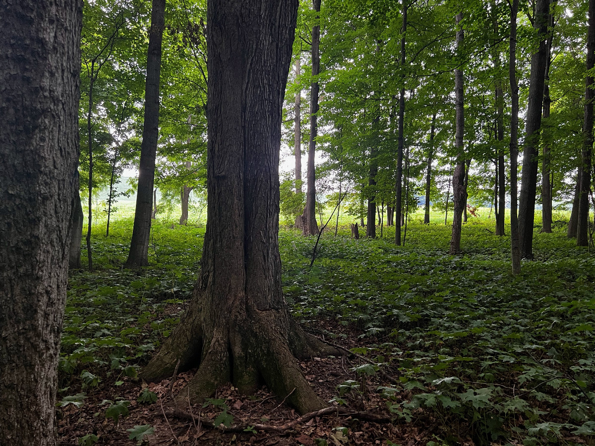 DCP: 43 degrees north, 77 degrees west (visit #6) - Picture #2