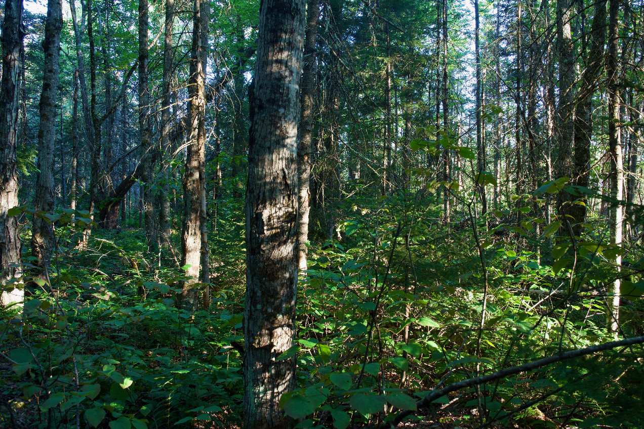 DCP: 44 degrees north, 73 degrees west (visit #5) - Picture #3